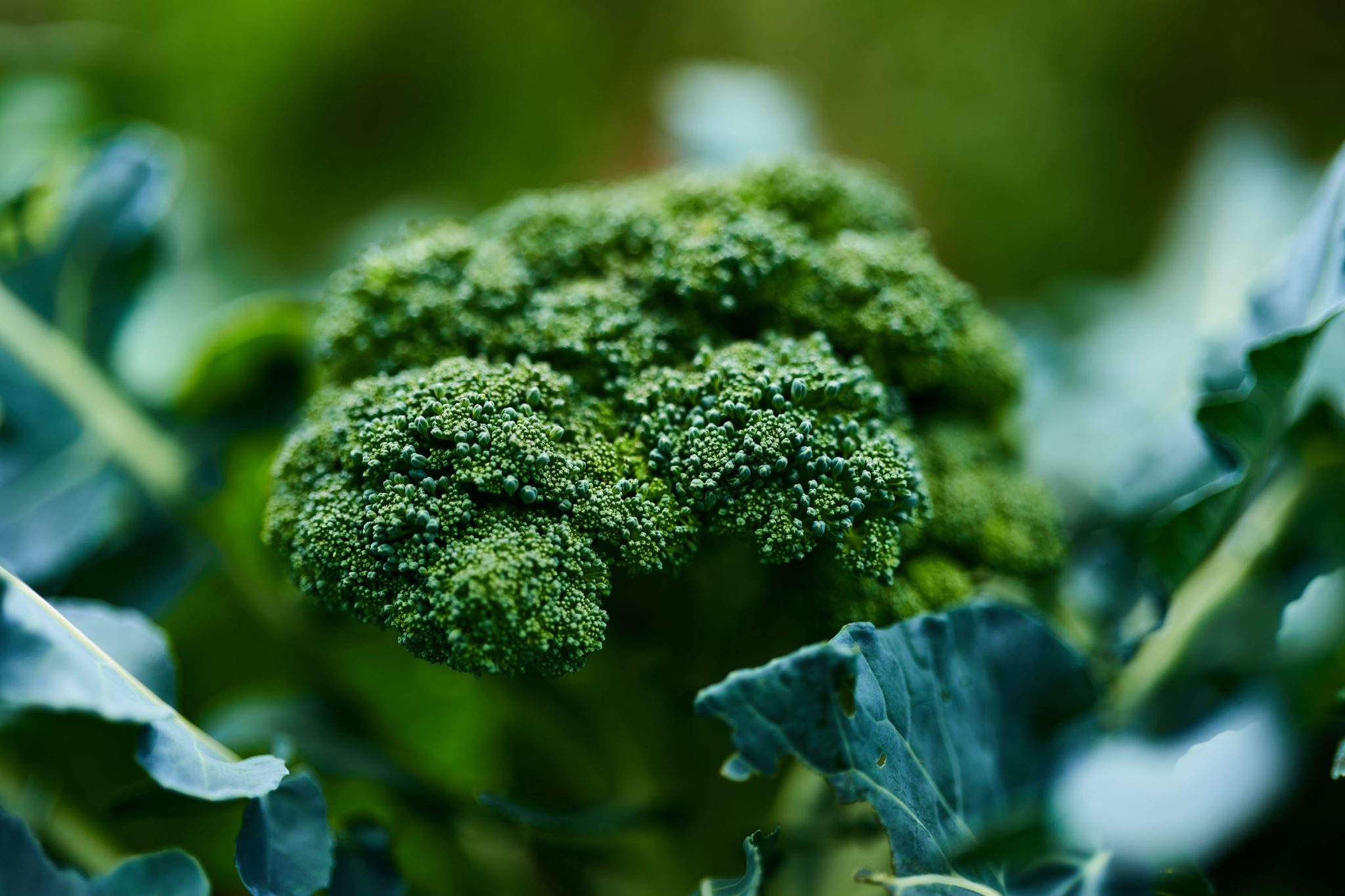 Bulk Organic Broccoli